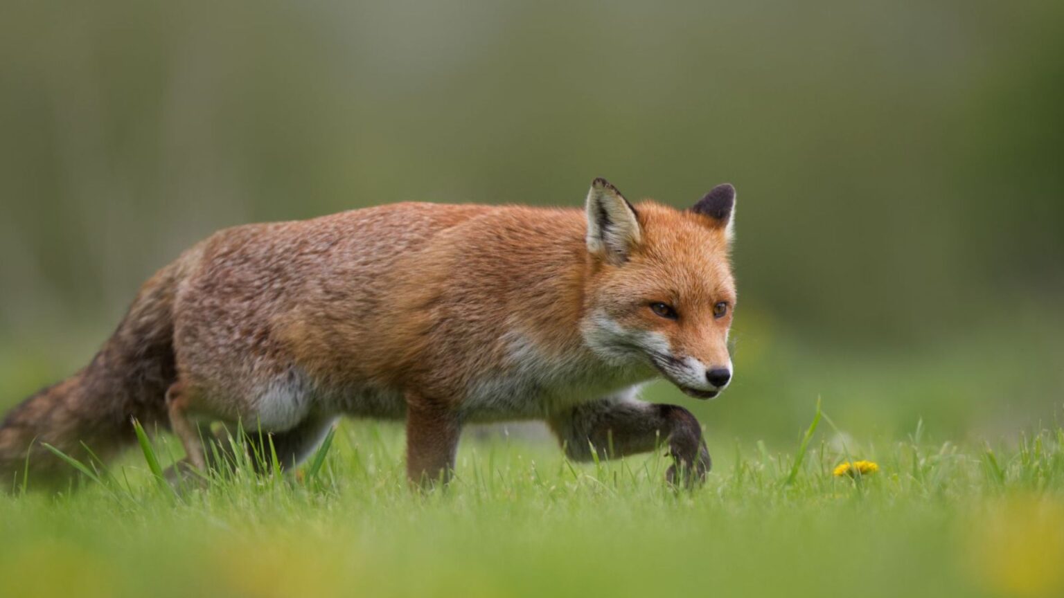 11 States With The Largest Fox Populations