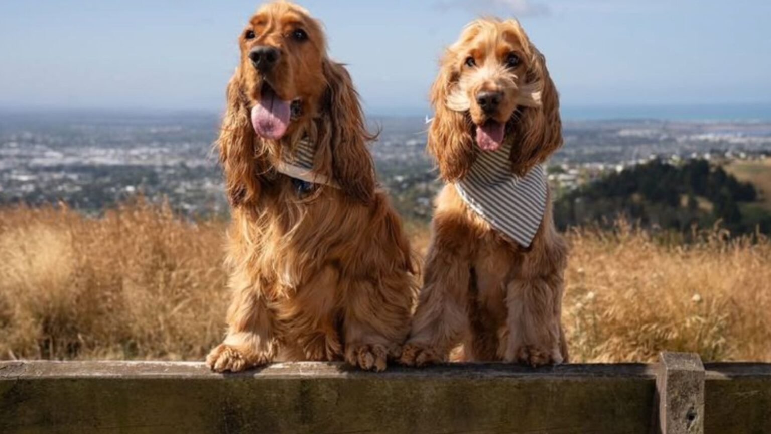 13 Must-Know Facts About Cocker Spaniels