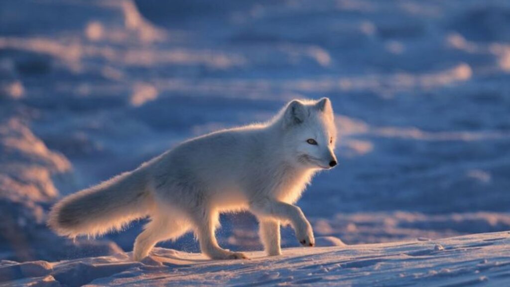 14 Strange Creatures That Can Survive The Coldest Temperatures