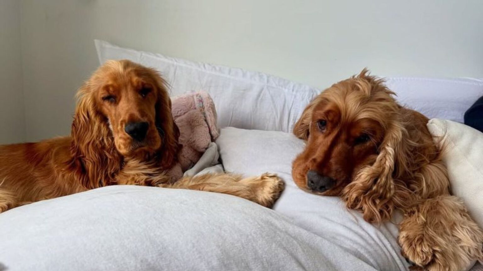 15 Breeds That Make The Best House Dogs