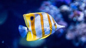 15 Most Beautiful Fish You’ll Ever See