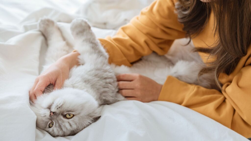 15 Ways To Show Your Cat Affection