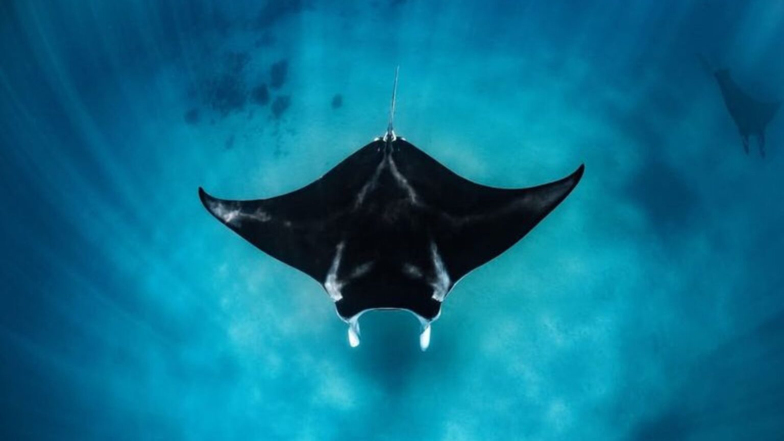 16 Giant Fish That Rule The Ocean’s Depths