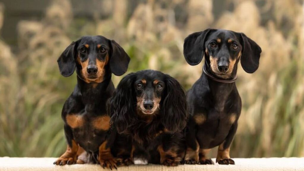 17 Sensitive Dog Breeds That Crave Constant Attention