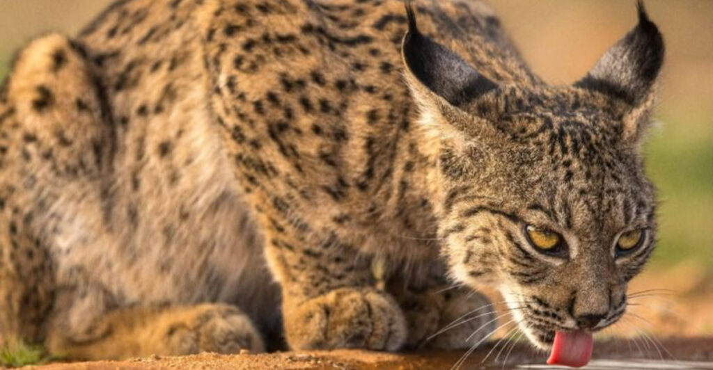 23 Remarkable Times Zoos And Sanctuaries Saved Animals From Extinction ...