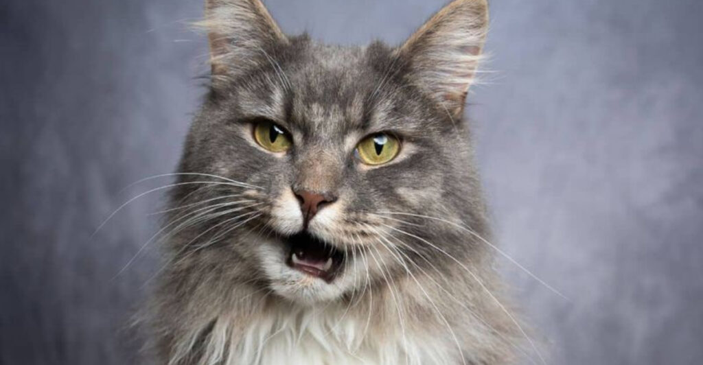 Meet The Maine Coon: America’s Largest Domestic Cat That’s Almost Wild ...