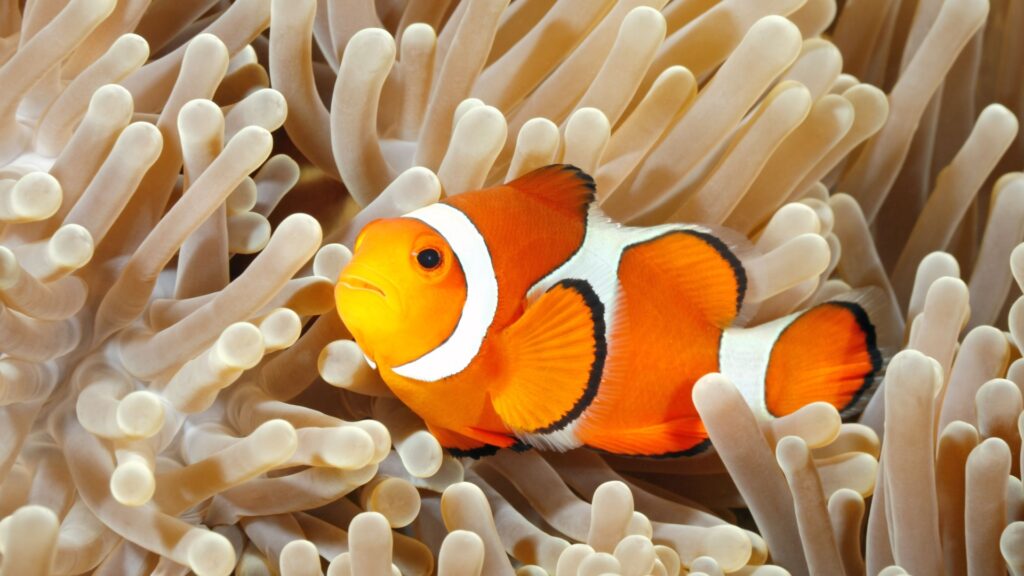 10 Marine Species That Thrive By Feeding Off Each Other