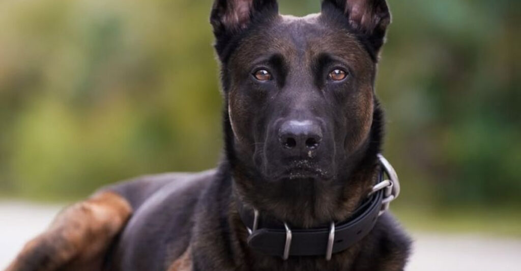 14 Smartest Dog Breeds Ever, According To Experts